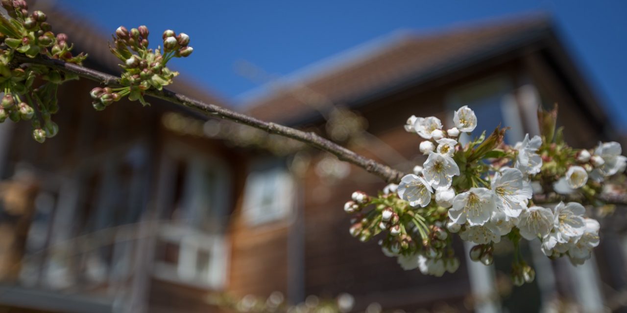 Gardens - Chelston Park Nursing & Residential Home