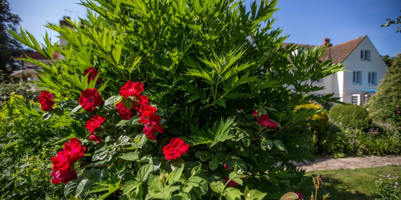 Gardens - Chelston Park Nursing & Residential Home